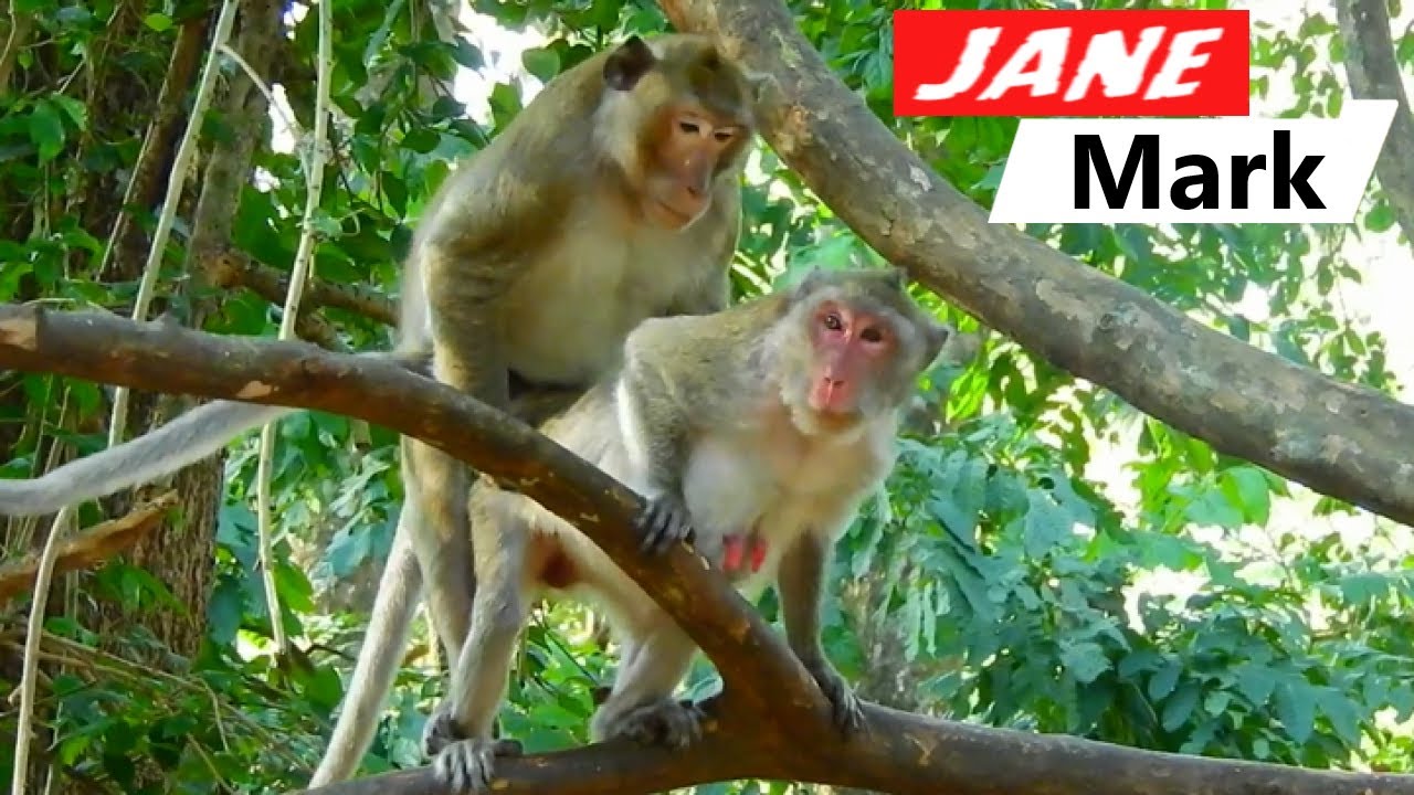 Easy For King Monkey Mark Doing Good Job With Mom Monkey Jane At The ...