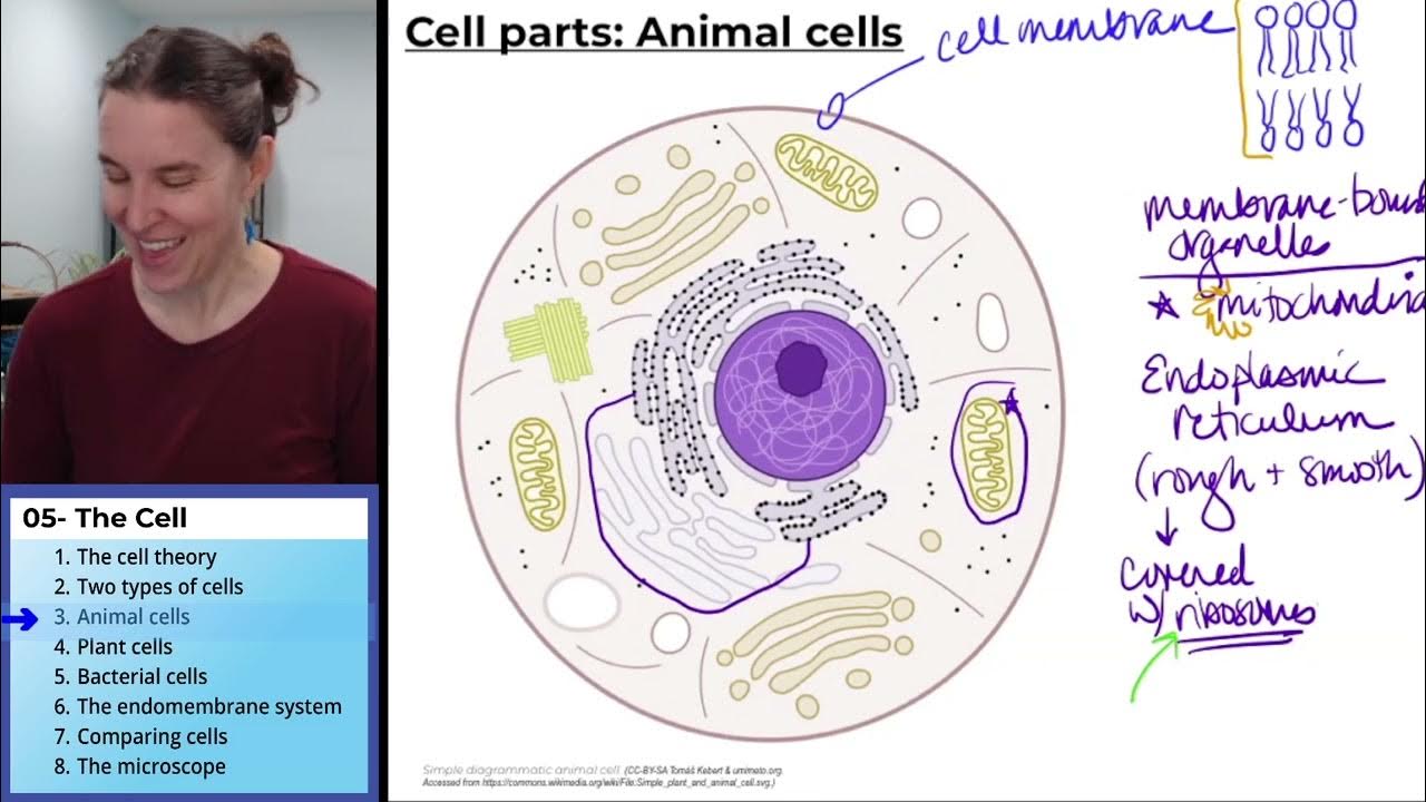 The Cell 3 Animal Cells YouTube the-cell-3-animal-cells-youtube