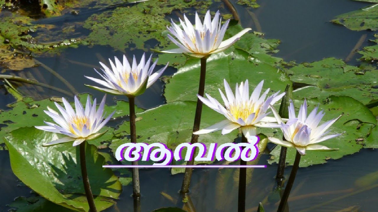 ആമ്പൽ / Waterlily #ആമ്പല് #waterlily #Aambal #youtuberscornermalayalam ...