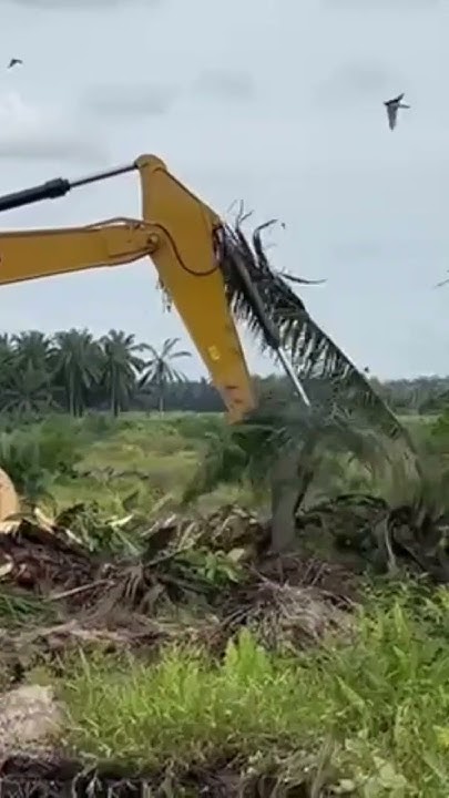 Chipping Kebun Kelapa Sawit #replanting - YouTube