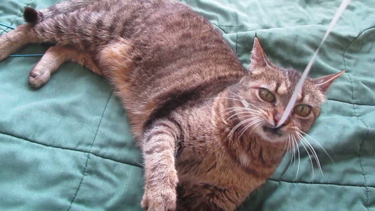 Our cat Tabby playing with a ribbon - YouTube