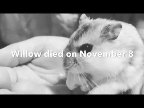 Goodnight Willow - YouTube