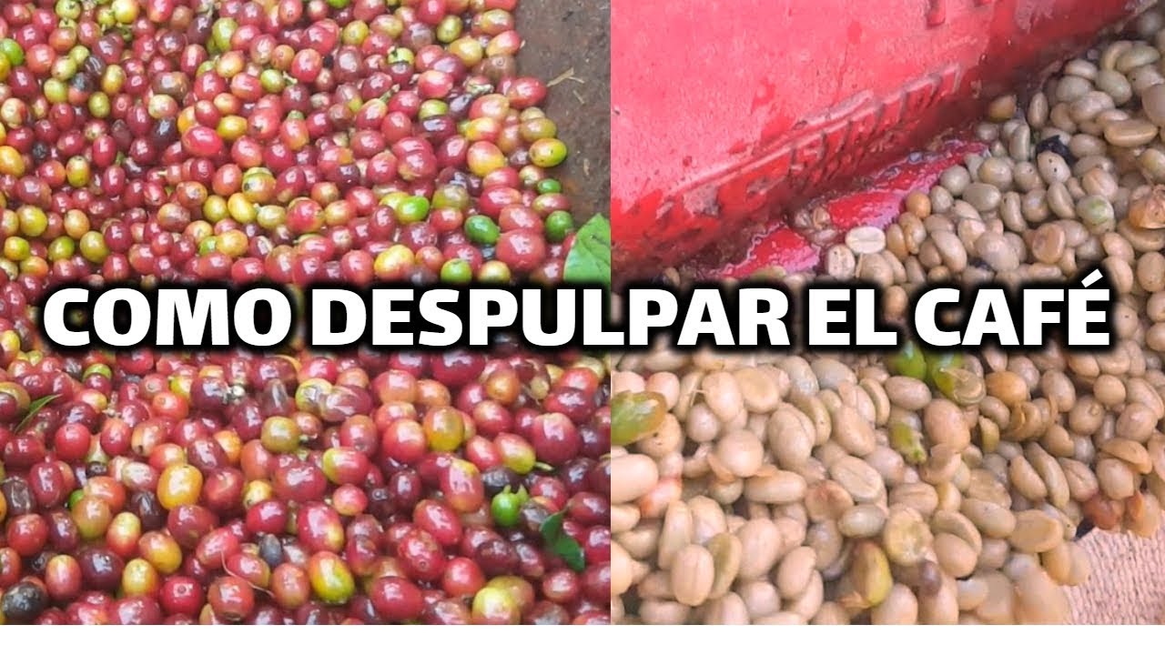 Como despulpar el café con maquina de motor - YouTube