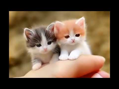 kittens Whatsapp Status Videos | Cute Kitten Videos | Thickpets