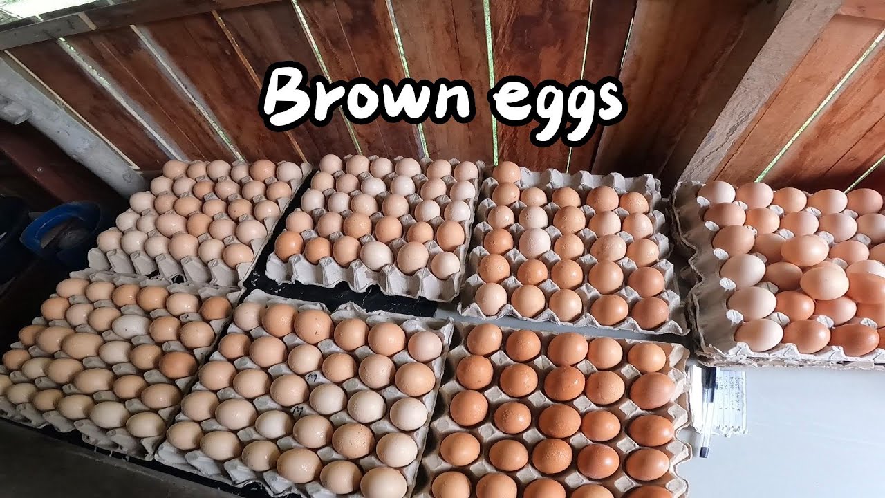 PAANO MALALAMAN ANG SIZE NG ITLOG | BROWN EGGS | HERITAGE CHICKEN ...