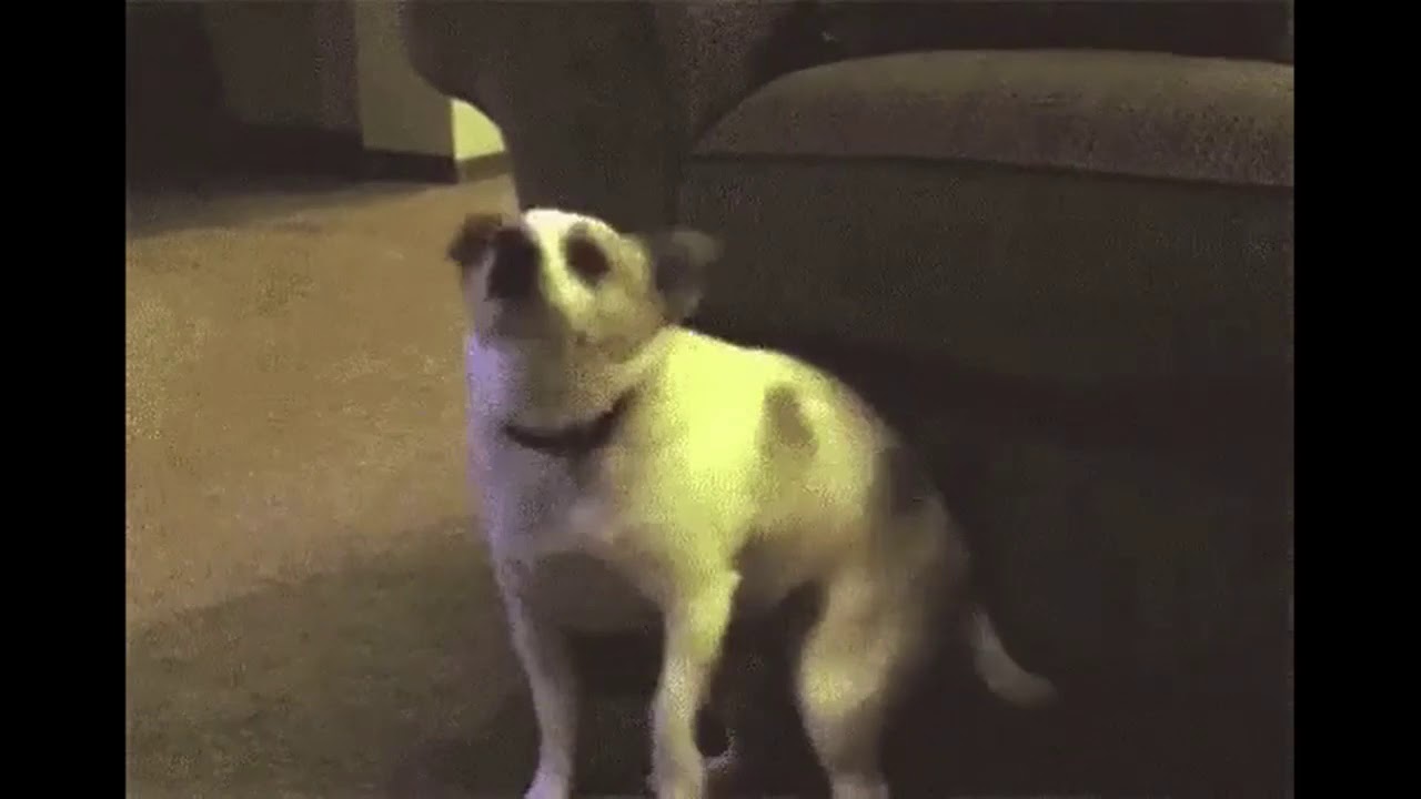 Dog Vibing - YouTube