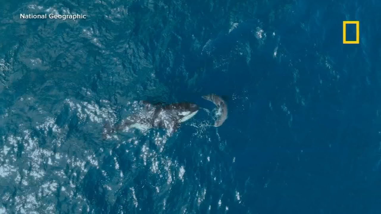 Rare footage captures lone orca killing great white shark - YouTube
