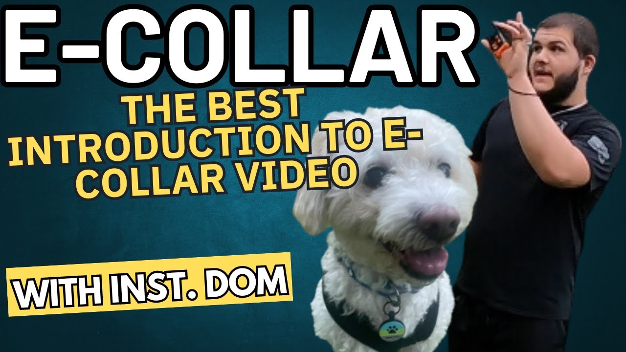 GETTING STARTED WITH AN E-COLLAR THE CORRECT WAY. - YouTube