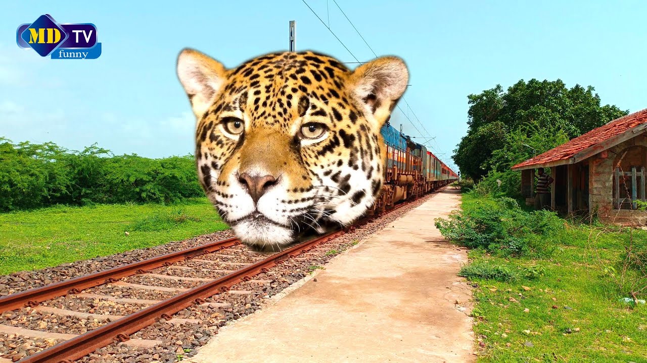 cute Tiger train funny video - Tiger moment train amazing video ...