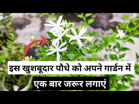 How To Grow Juhi Flower Plant 🌿 जूही प्लांट की देखभाल कैसे करें ? फूल ...
