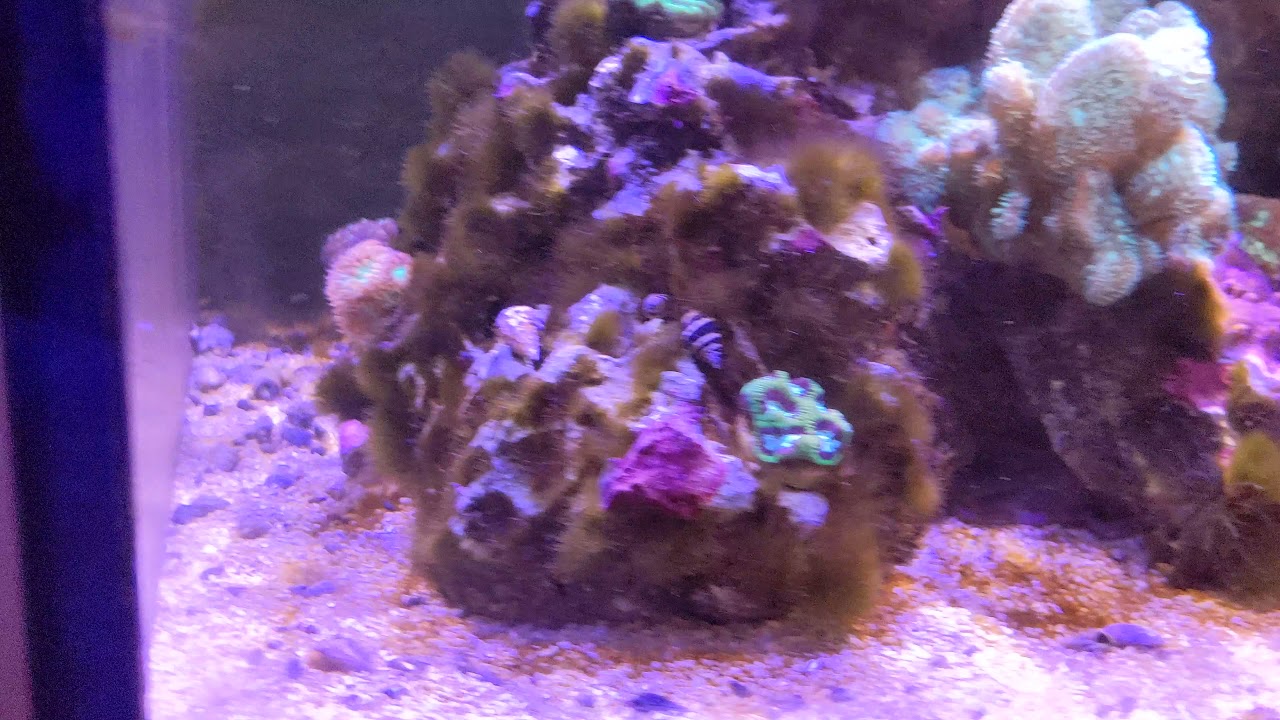 Complex Algae Bloom | Red Sea Reefer 200XL - YouTube