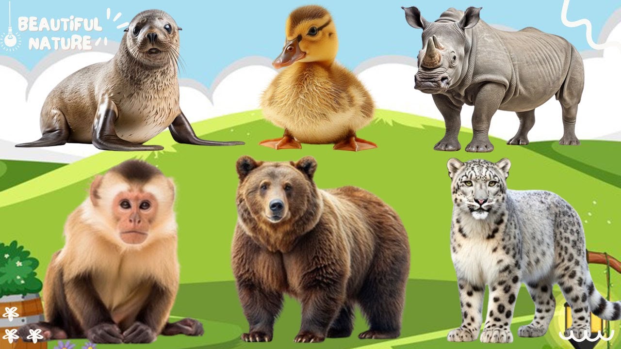 Learn about the animals in the zoo: Gecko, Panda, Elk, Gorilla, Voi ...