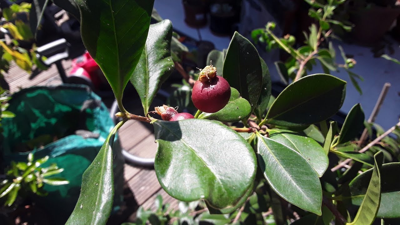 Red Strawberry guava / Red Cherry guava, more detailed video update ...