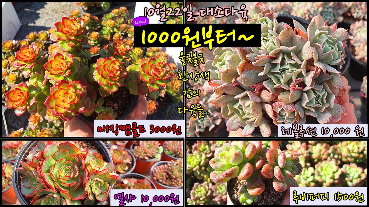 π10μ22μΌ λμλ€μ‘ πμ§±μ§±νκ³  λ©μ§ κ°μ±λΉμ’μ μμ΄λ€ μ²μλ€μ‘λΆν°~ 50μ’
 μ²μ μ΄μ²μ μ°©νκ°κ²© λ€μ‘μ΄λ€μ‘μ΄ν€μ°κΈ°λ€μ‘μ΄λΆκ°μ΄ μ²μλ€μ‘μ²μμν볡좩λΆ