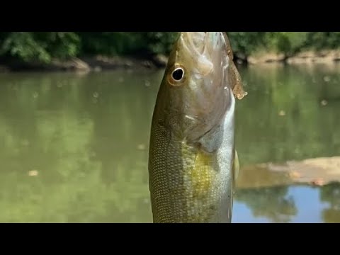 Fishing duck river subscribe to @Betterdaysfishing - YouTube