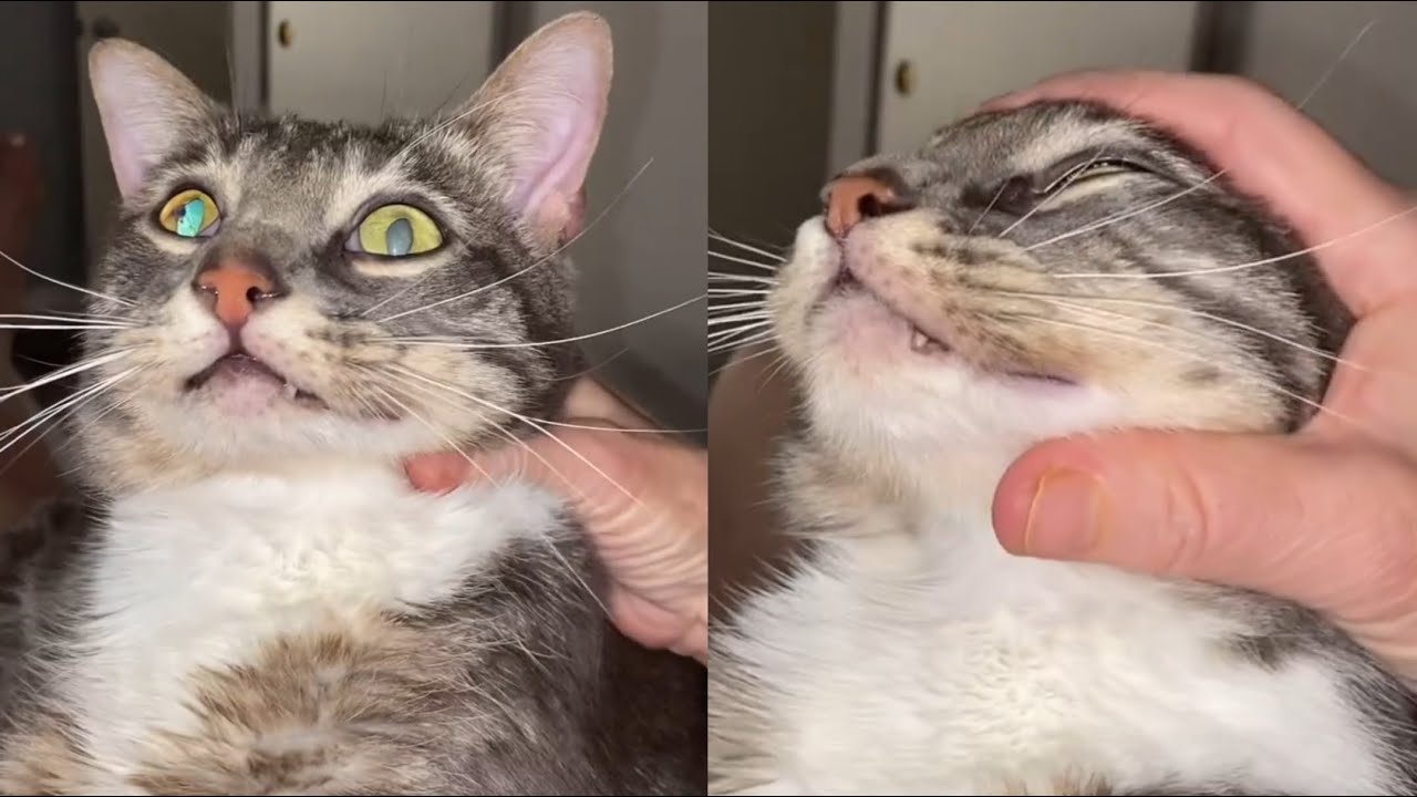 Cat Fully Enjoys A Head Massage By Owner - YouTube