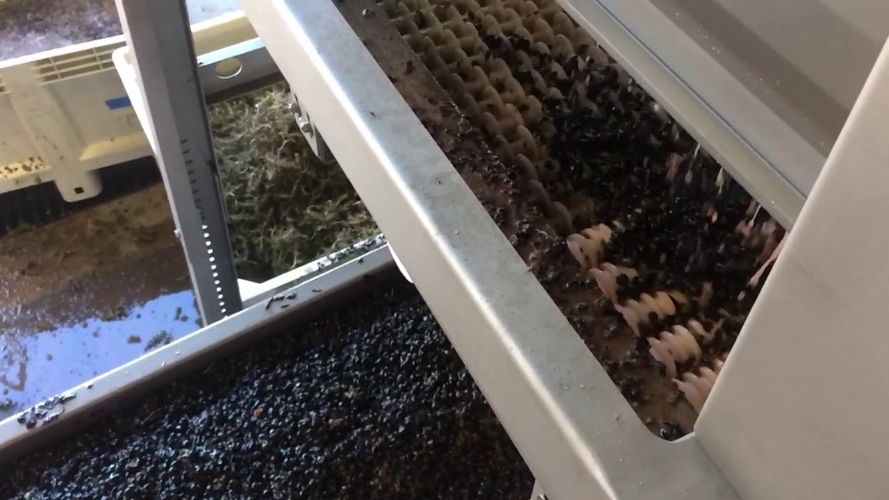 Grape processing with Scharfenberger sorting line - YouTube