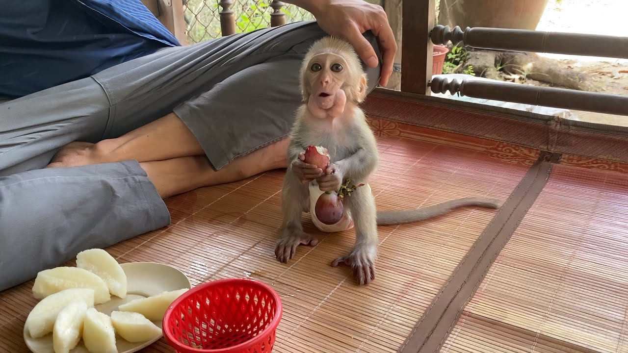 Dad takes care of baby monkey with pear - YouTube