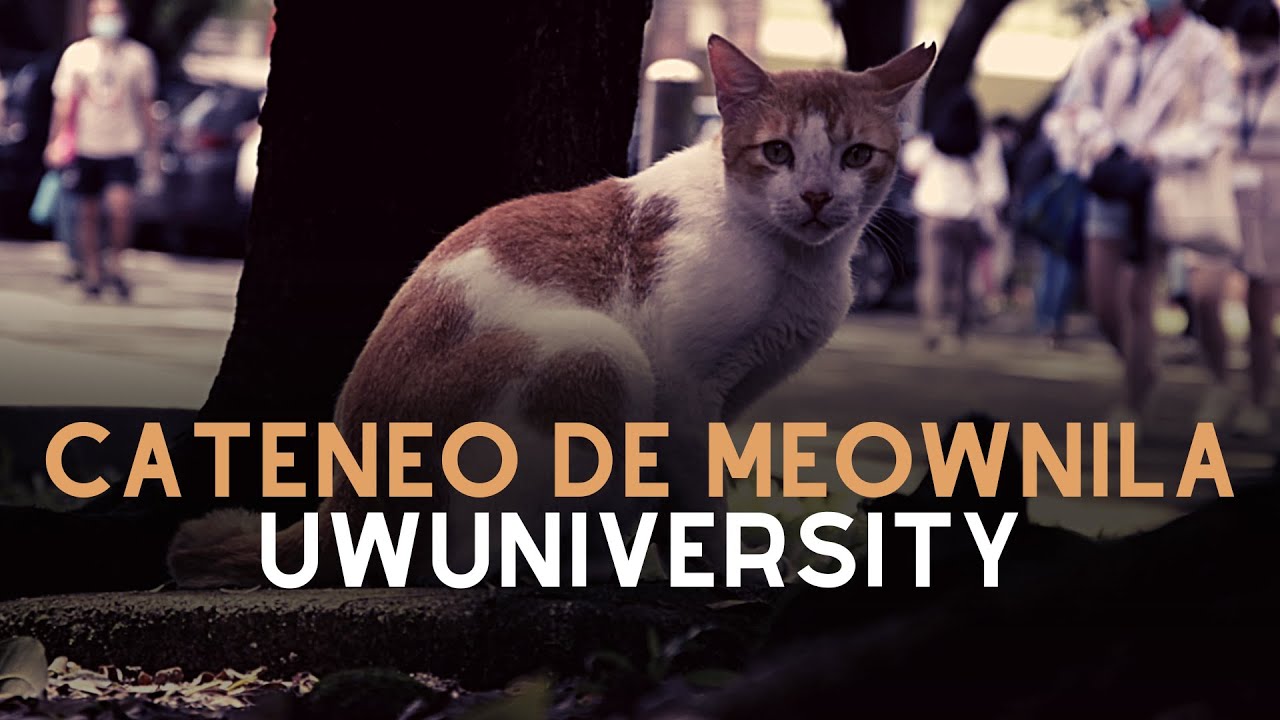 Meet the Cateneans - The Cats of ADMU - YouTube