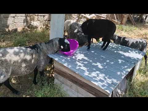 Romanov qoyunlar aldım. Abşeron bağlarında saxlamaq olar. Dorber cinsiylə cutləşdirilir.