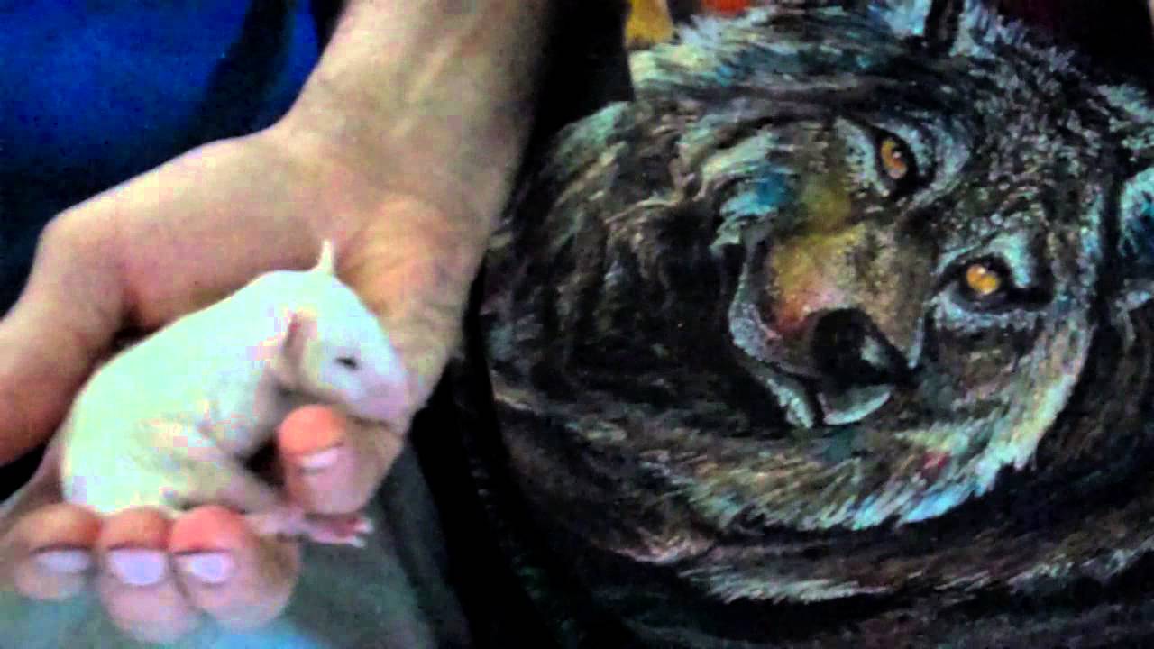 Pondscape - 2014 - Katie and the Baby Possum [hd 1280 x 720] - YouTube