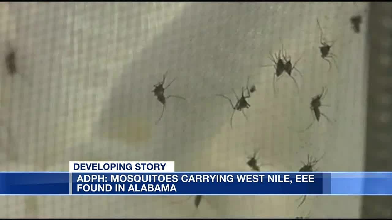ADPH: Mosquitoes carrying West Nile virus, EEE found in Alabama - YouTube