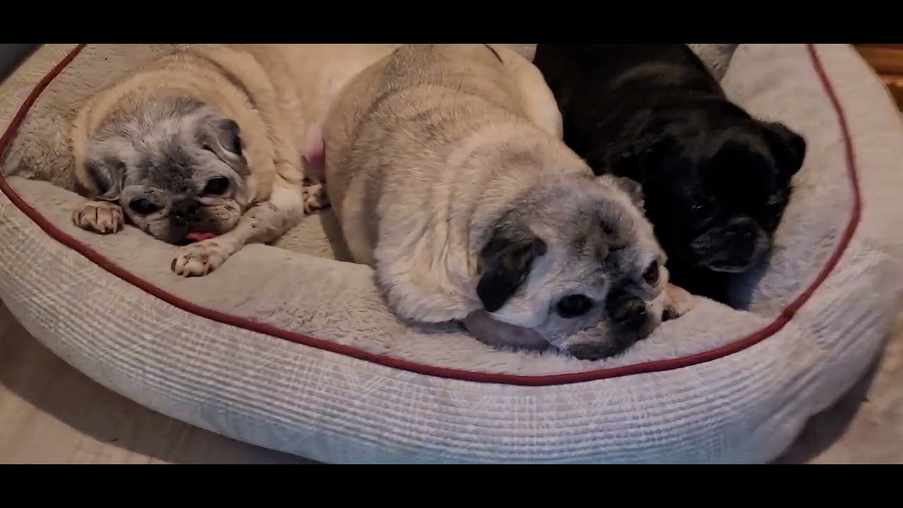 Pug Infirmary Pugs Recovering - YouTube