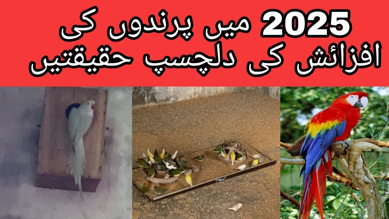 Interesting facts about birds breeding in 2025 - YouTube