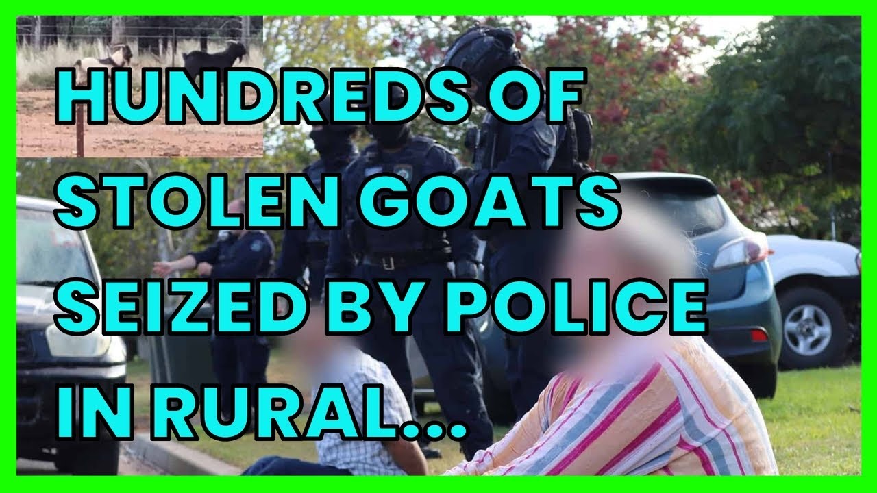 HUNDREDS OF STOLEN GOATS SEIZED BY POLICE IN RURAL CRIME BLITZ - YouTube