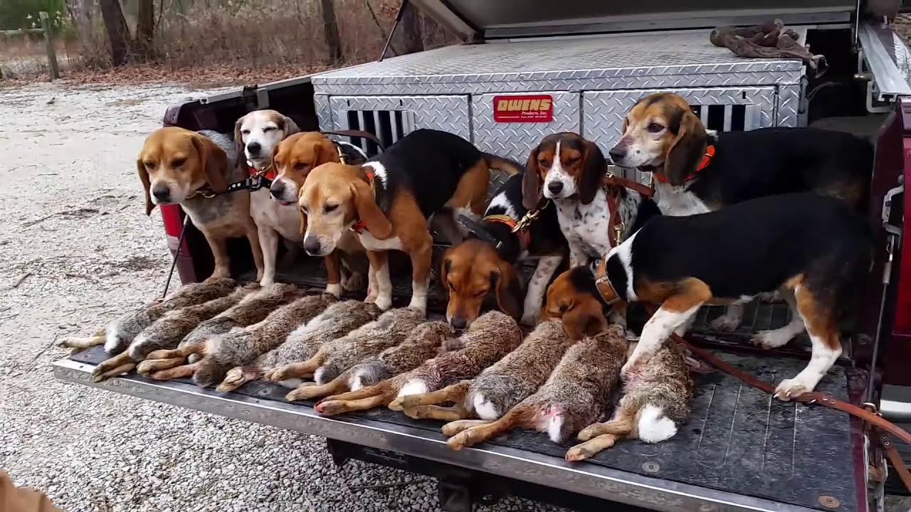 Rabbit hunting Nov 29, 2015 - Limits - YouTube
