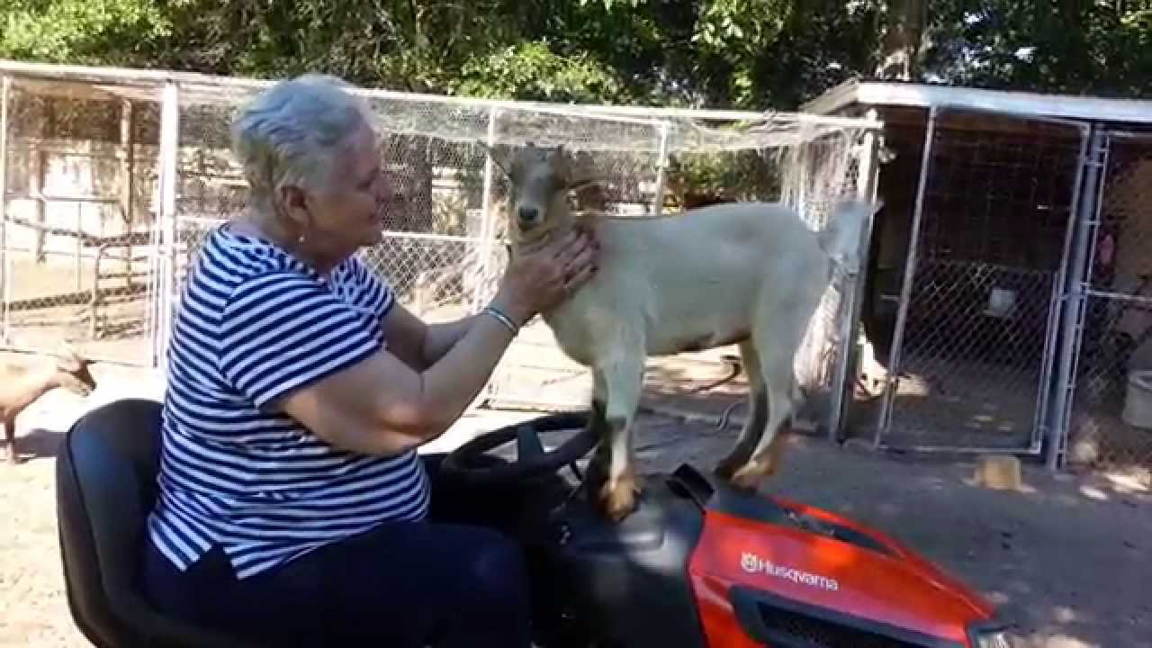 Mom and 'Little Orphan Annie', the pygmy goat - YouTube