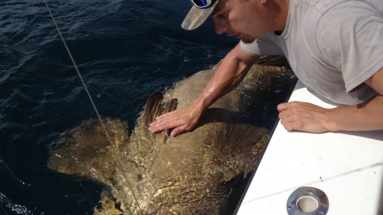 Huge Goliath Grouper - YouTube