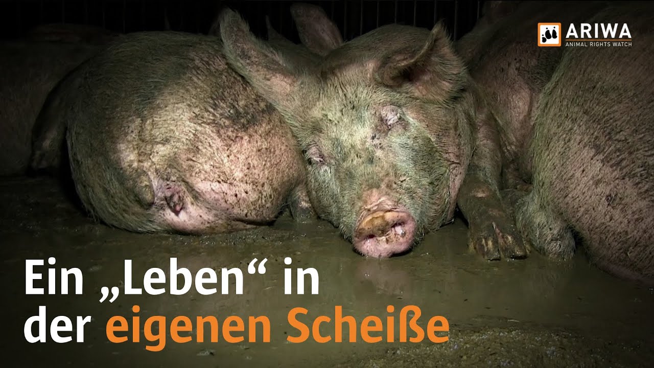 Ein „Leben“ in der eigenen Scheiße - YouTube