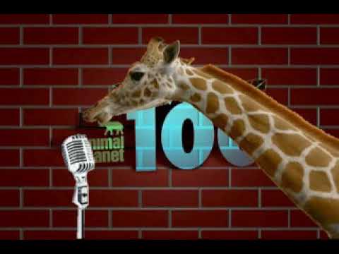 GIRAFFE comedy - YouTube