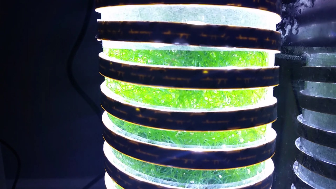 Chaeto Reactor Update 1 Week - YouTube