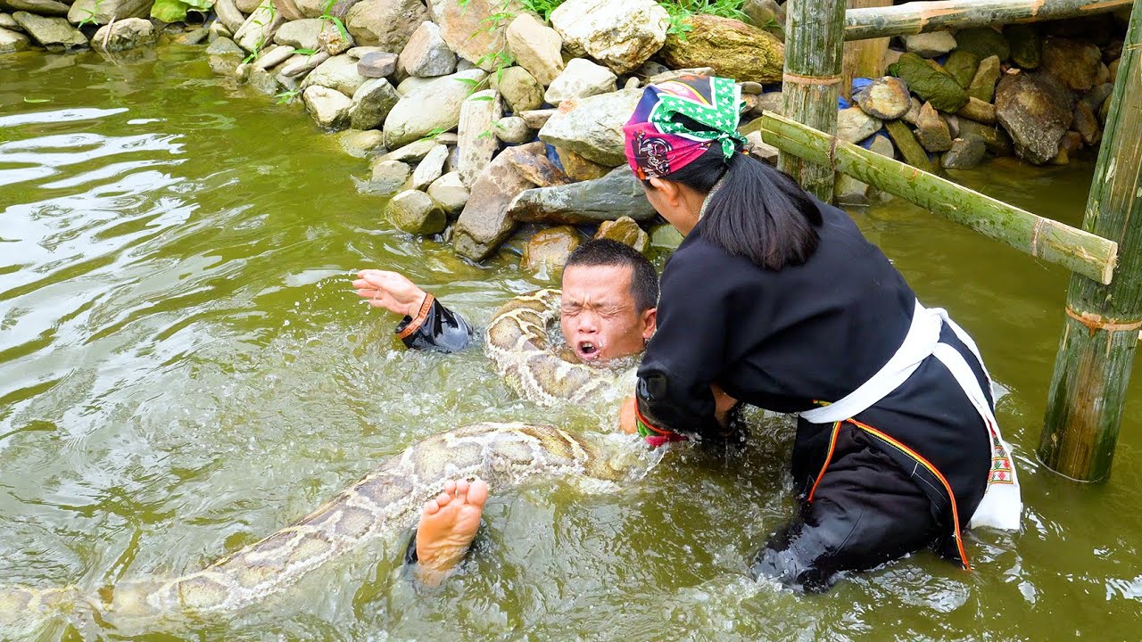 Dwarf family attack by giant python while building bamboo bridge over ...