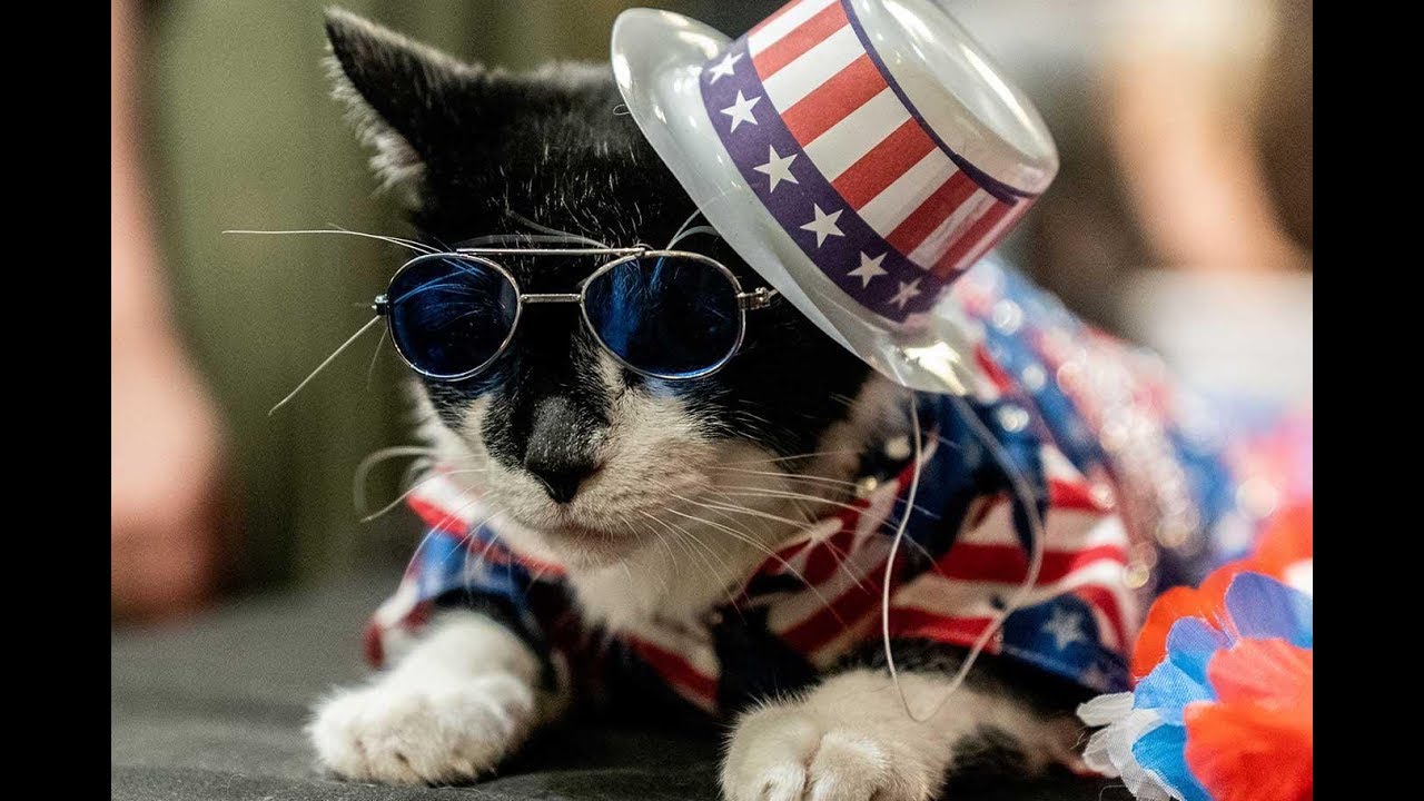 ¡Moda felina! Gatos conquistan las pasarelas - YouTube