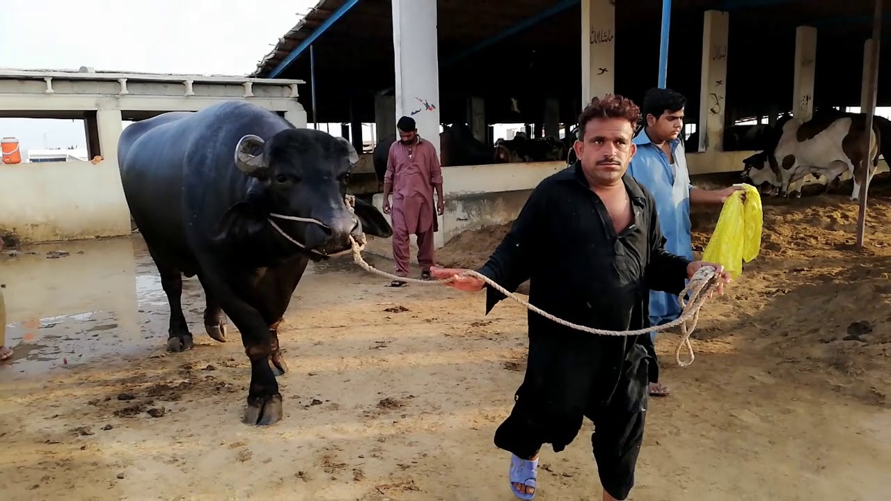 Fakhre Pakistan.. Captain cattle farm - YouTube