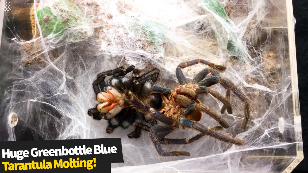 Huge Greenbottle Blue Tarantula Molting! - YouTube