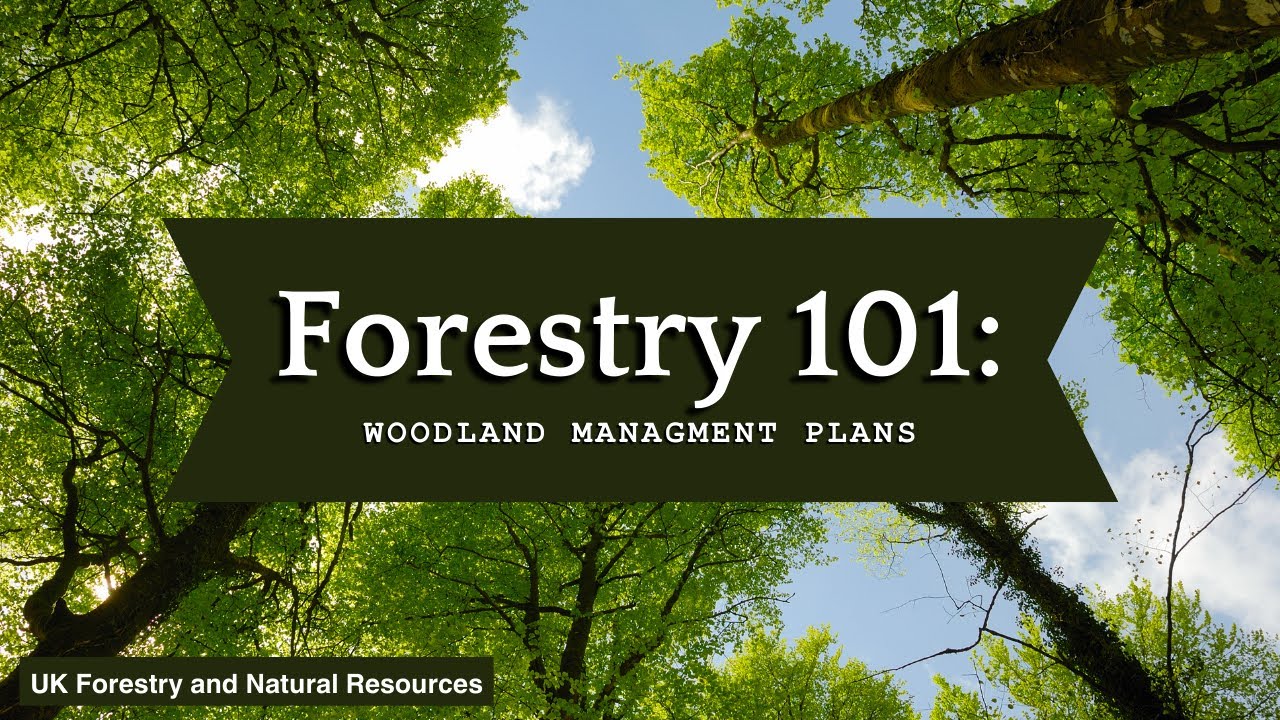 Forestry 101: Woodland Management Plans - YouTube