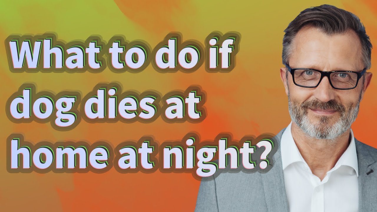 What To Do If Dog Dies At Home At Night YouTube what-to-do-if-dog-dies-at-home-at-night-youtube