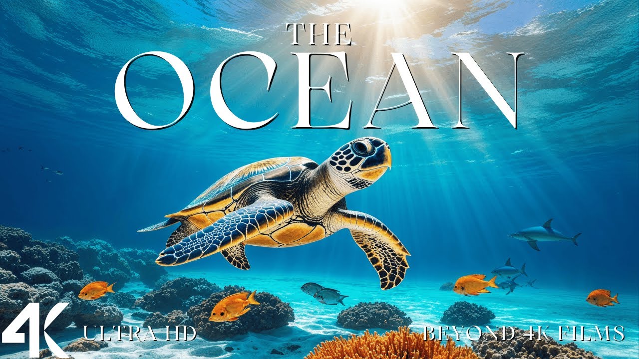The Ocean 4K - Scenic Wildlife Film With Calming Music - YouTube