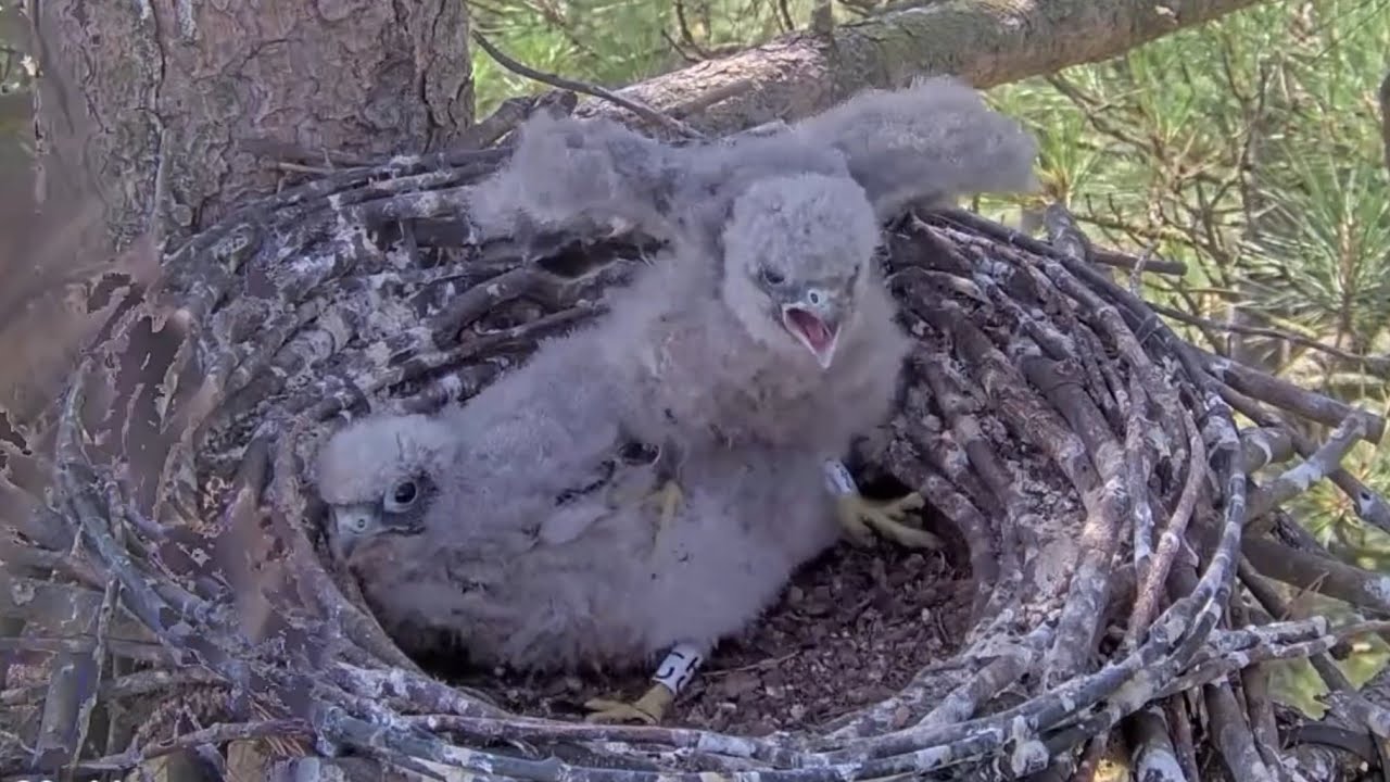 Big chick grab prey before small chick | Southern UK Hobby | Aug 6 ...