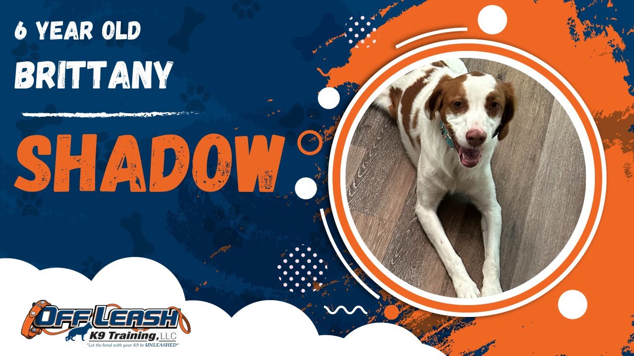 Shadow | 6 Year Old Brittany | 1 Week Board & Train | Off Leash K9 Training, Georgia - YouTube