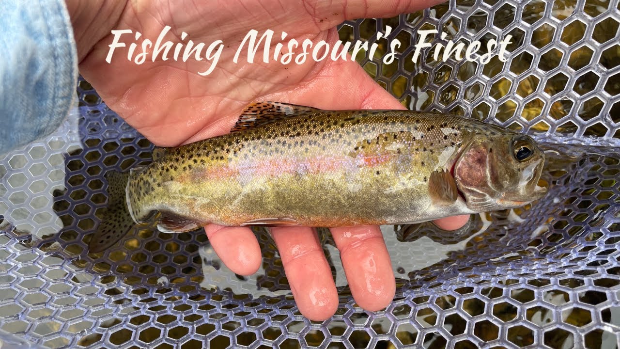 Wintertime Fishing the Little Piney for BEAUTIFIL Wild Trout - YouTube