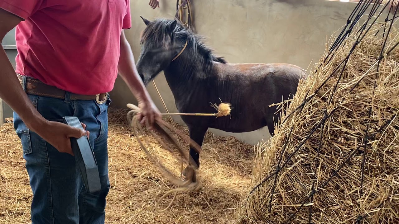 Mini Pônei Estrela, mini pônei antes da Doma Indiana - parte 3 - YouTube