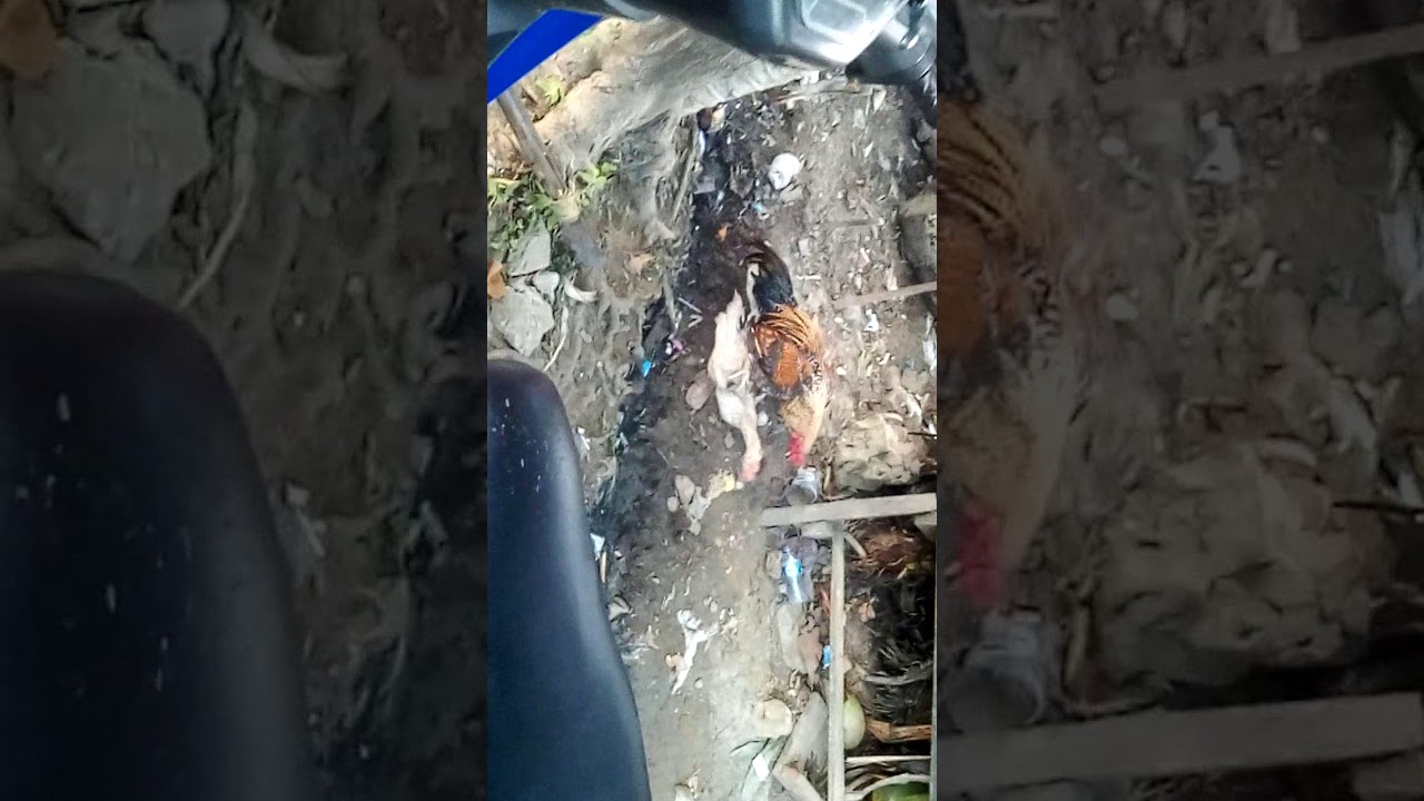 bokep versi panjang di raha - YouTube