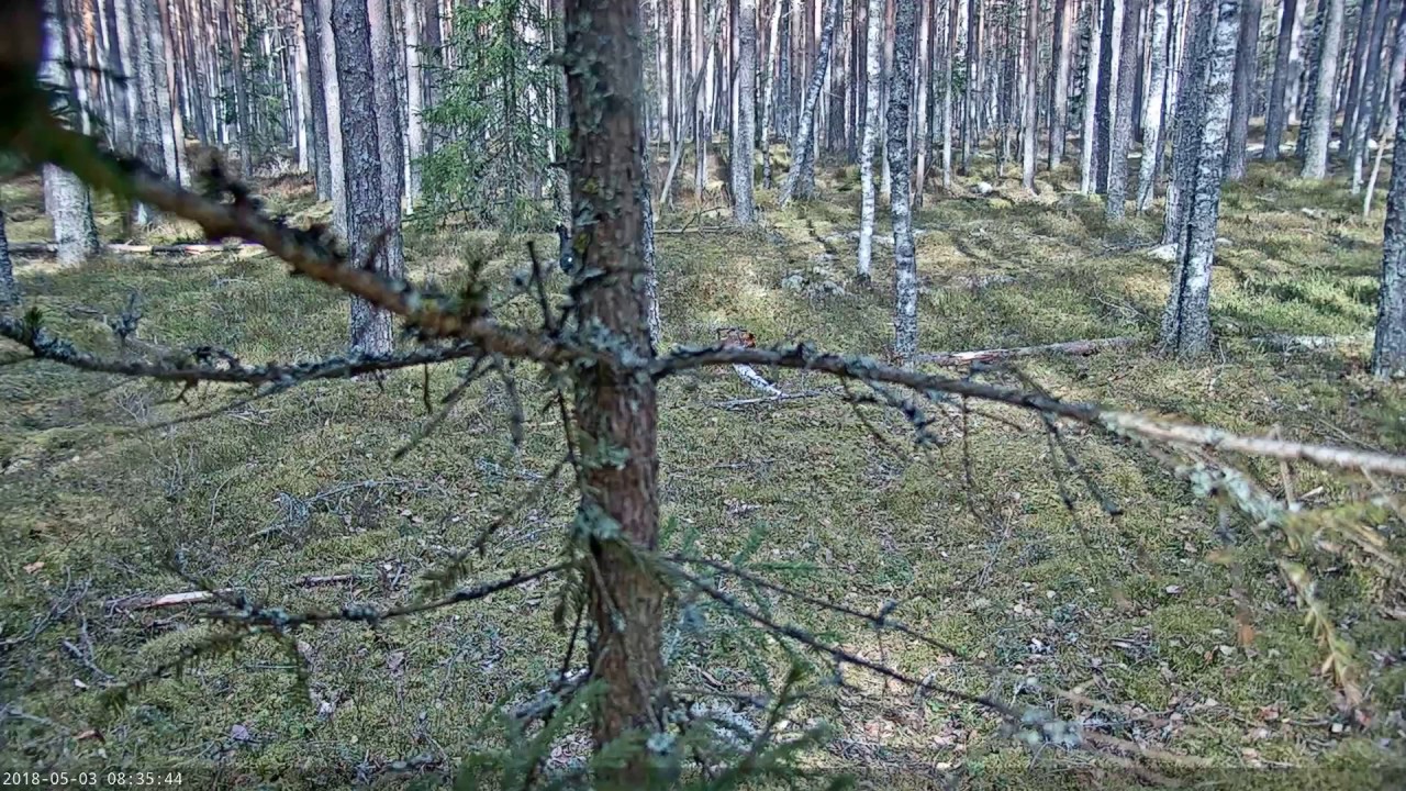 Metsis Estonia 2018 05 03 Finch - YouTube