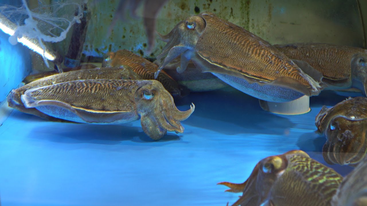 Korean Fish Market - Cutting Live Cuttlefish - YouTube