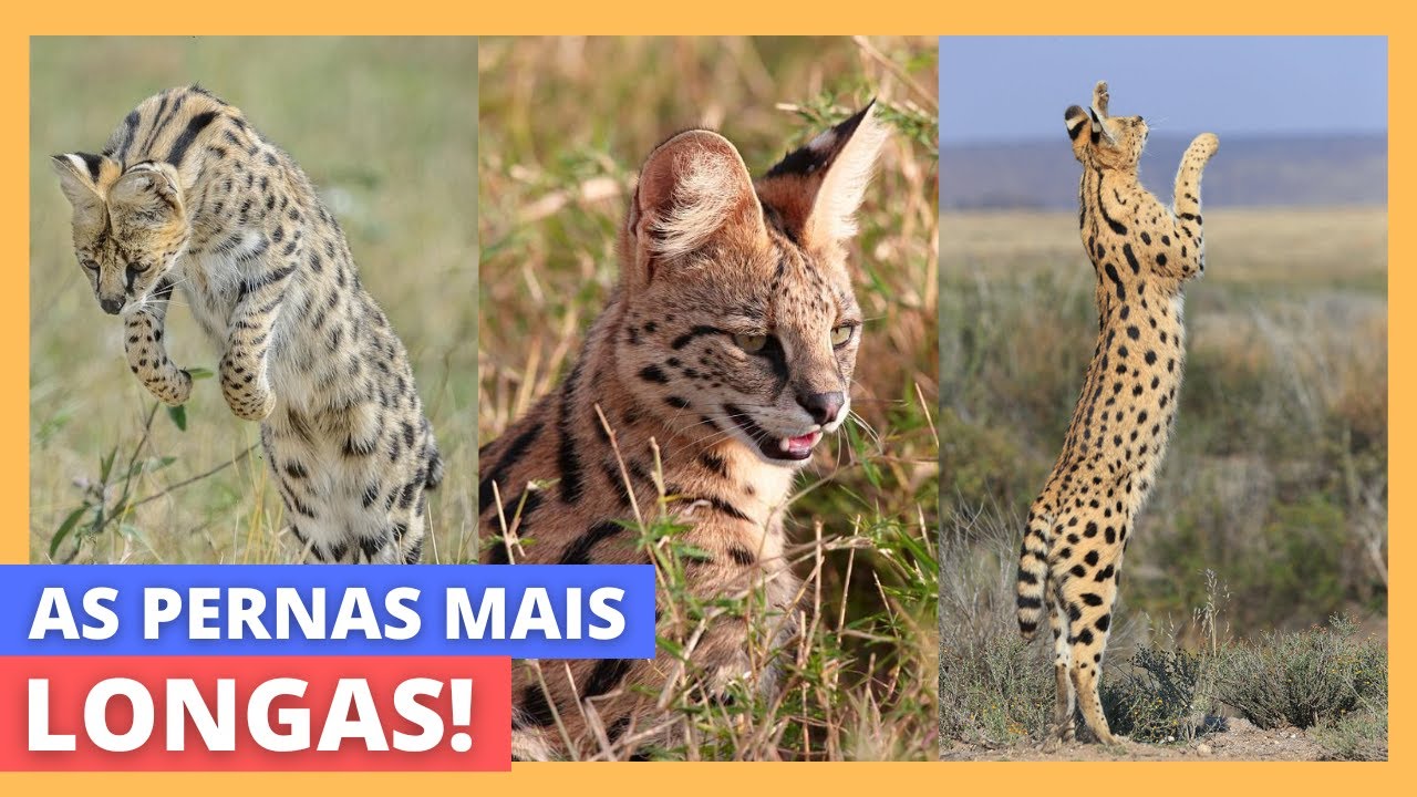 Conheça o fascinante Serval: o gato selvagem africano - YouTube
